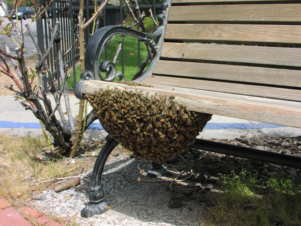 Beekeeping Links — Pawtuckaway Beekeepers Association